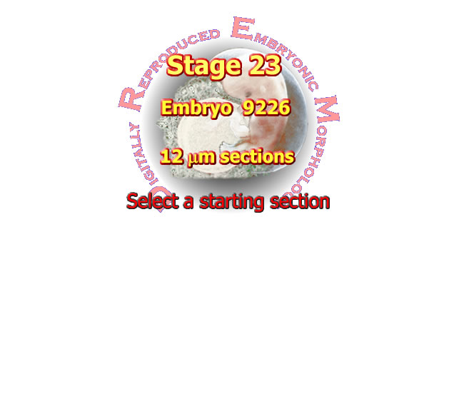 DREM Stage 23 - Carnegie Embryo 9226